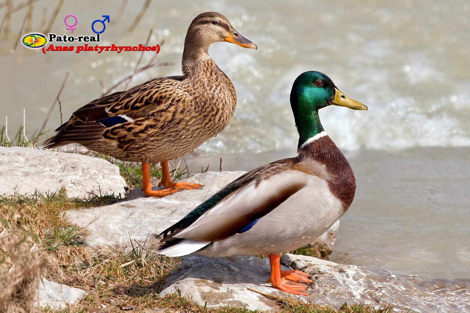 ORNITOLOGIA: Pato-real (Anas platyrhynchos)